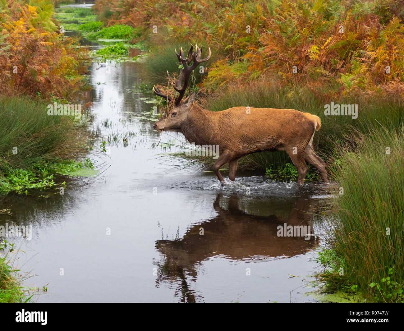 Red Deer Stag walking in water Stock Photo - Alamy
