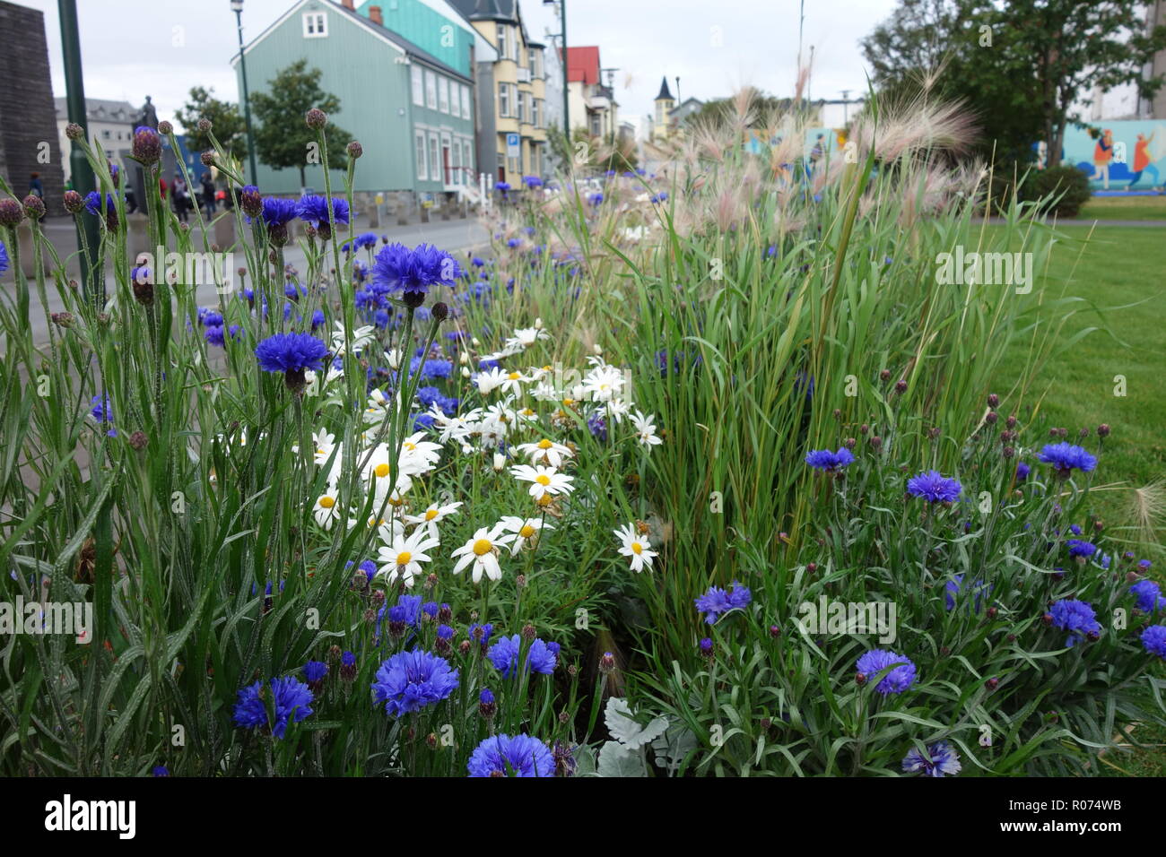 Flowers are everywhere Stock Photo - Alamy