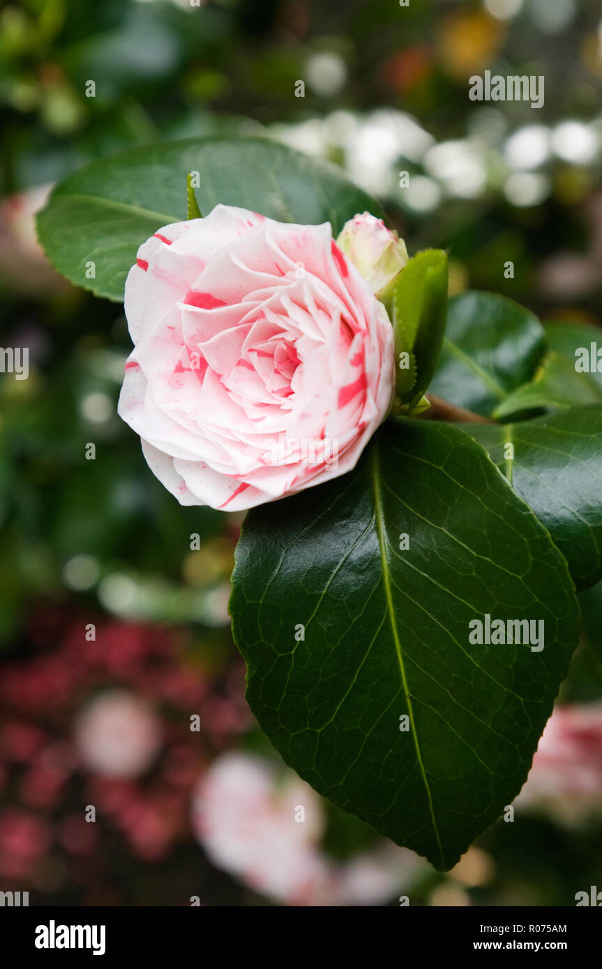 Roses pale pink hi-res stock photography and images - Alamy