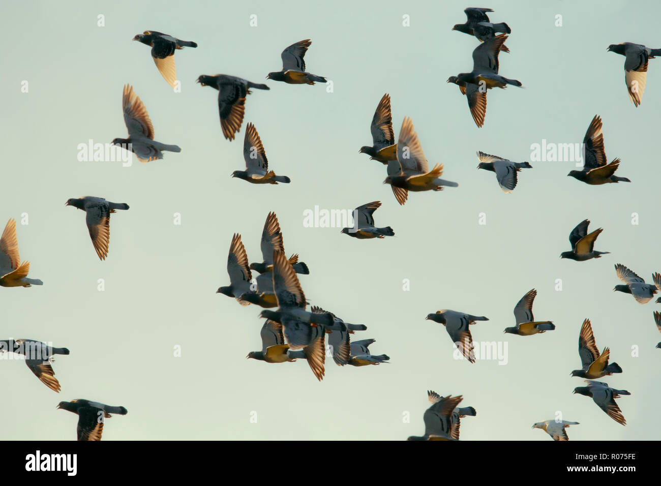 flock of speed racing pigeon bird flying against sun light Stock Photo ...