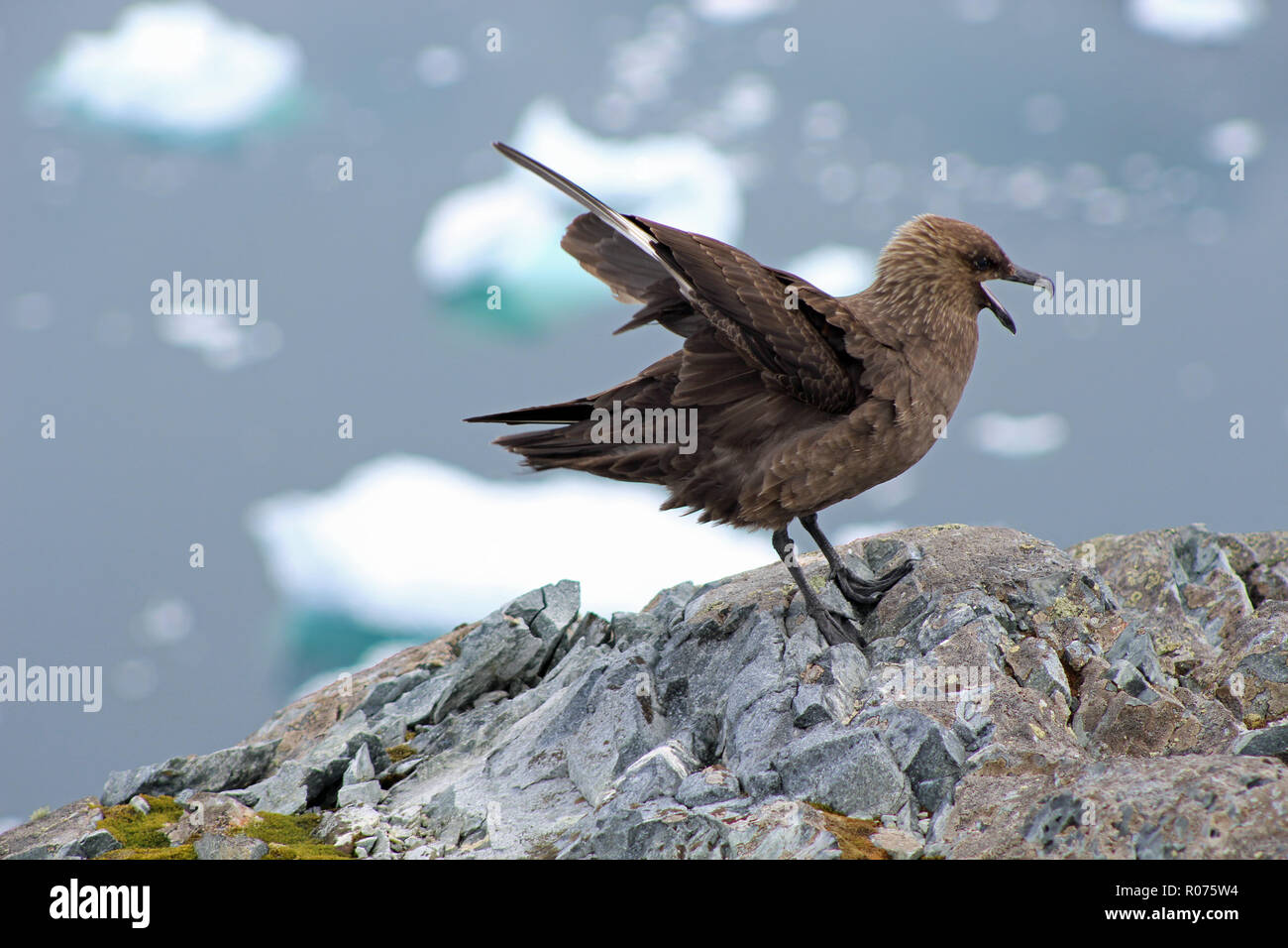 An Antarctic skua portrait, its wings outstretched and beak open in ...