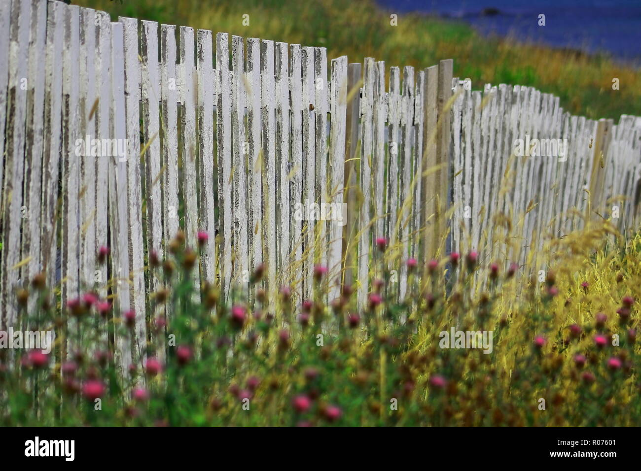 WHITE PICKET FENCE NEAR THE OCEAN IN BAULINE NEWFOUNDLAND Stock Photo ...
