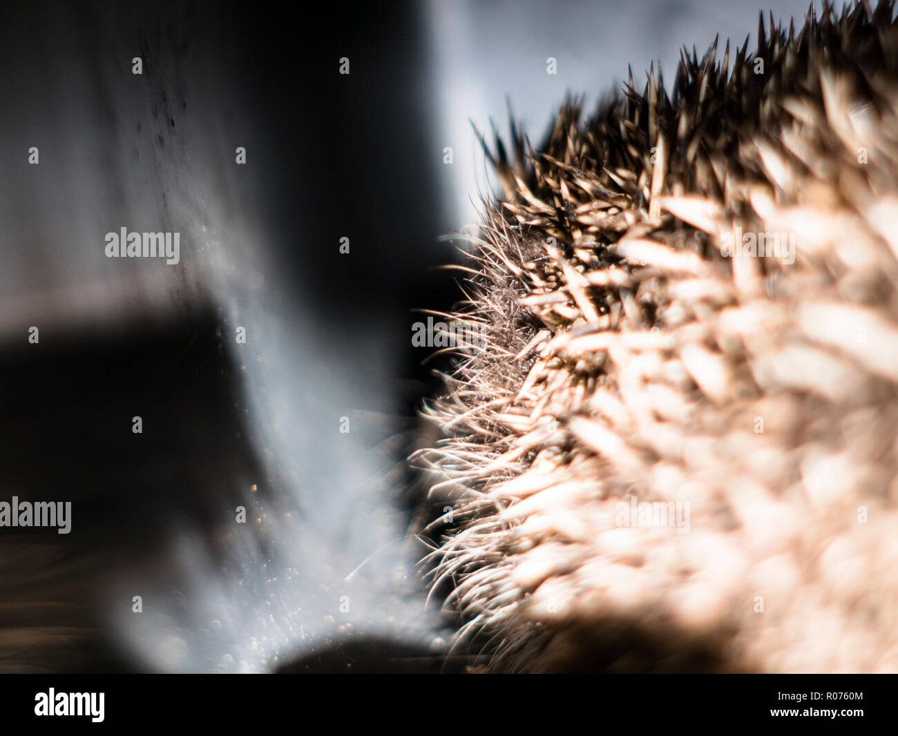 snout detail of a scared hedgehog Stock Photo - Alamy