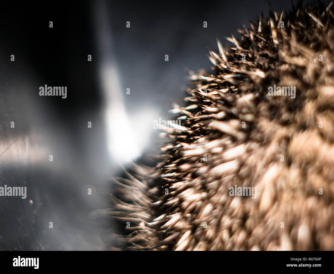snout detail of a scared hedgehog Stock Photo - Alamy