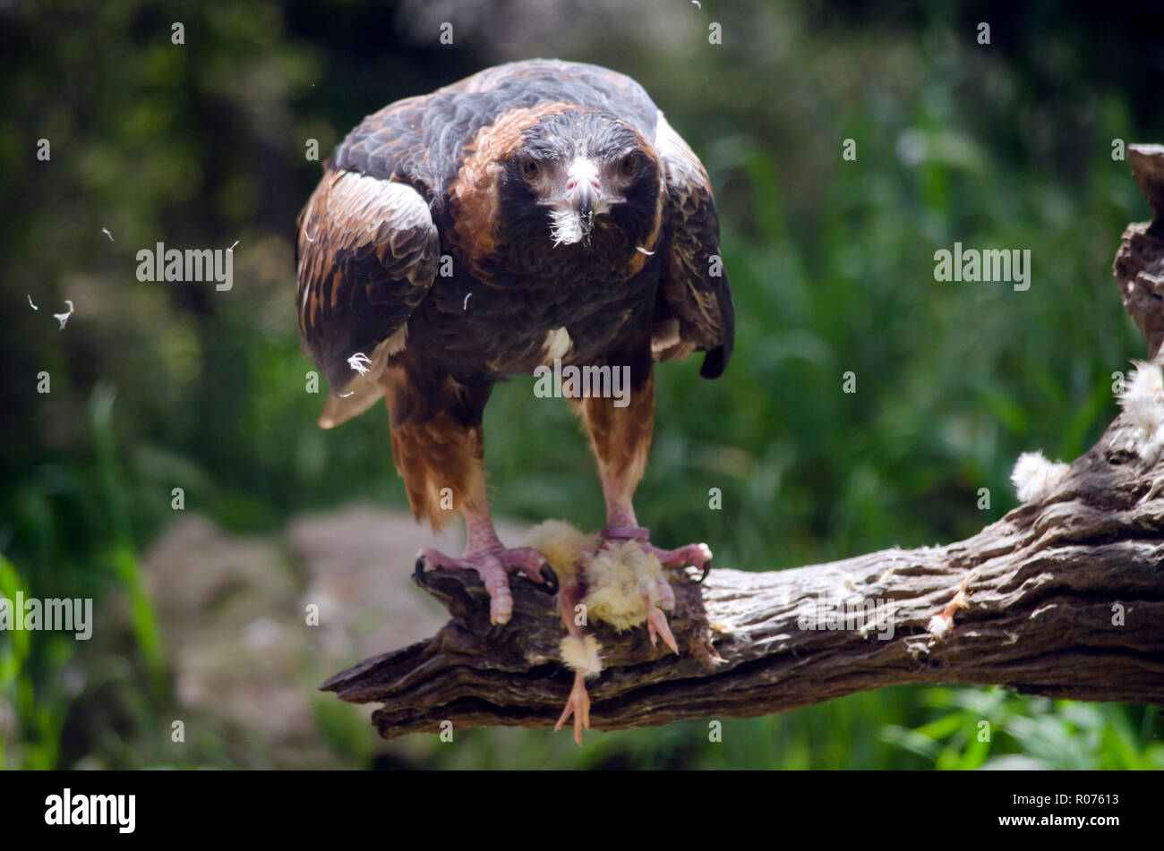 the black breasted buzzard is eating a baby chick Stock Photo - Alamy