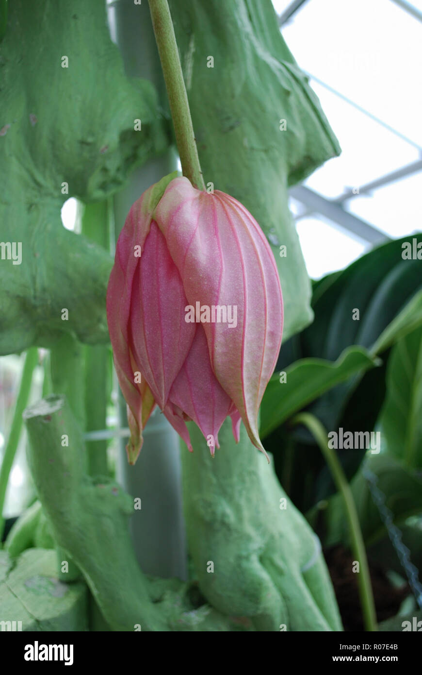 Medinilla magnifica, the showy medinilla or rose grape is a species of ...