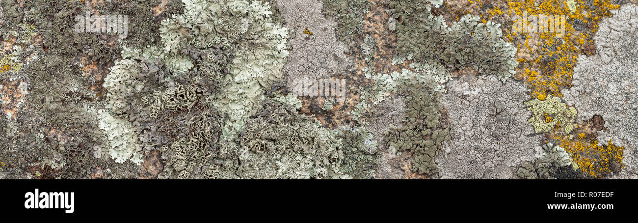 Lichen in stone Stock Photo - Alamy