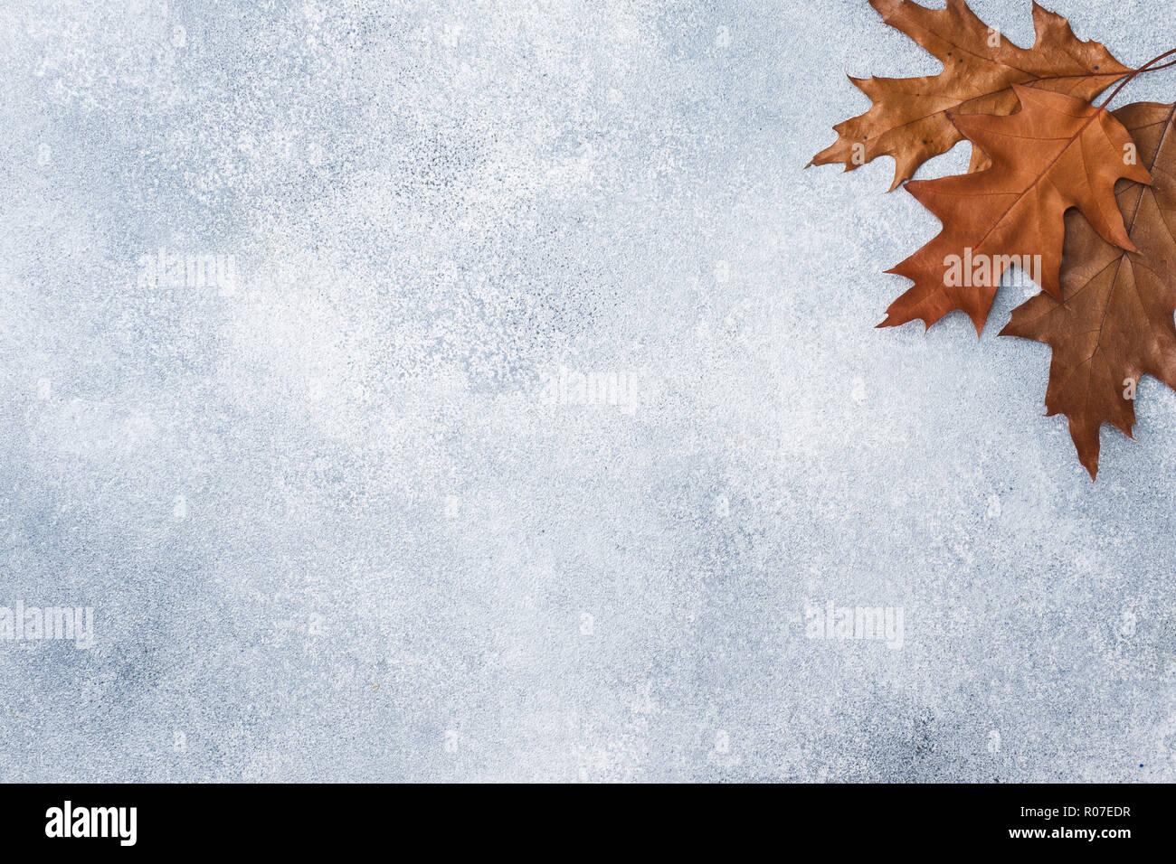 Autumn dry oak leaves on a gray background. Texture subtext Stock Photo ...