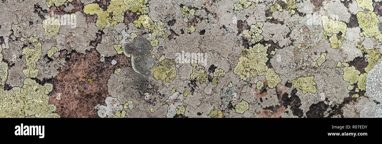 Lichen in stone Stock Photo - Alamy