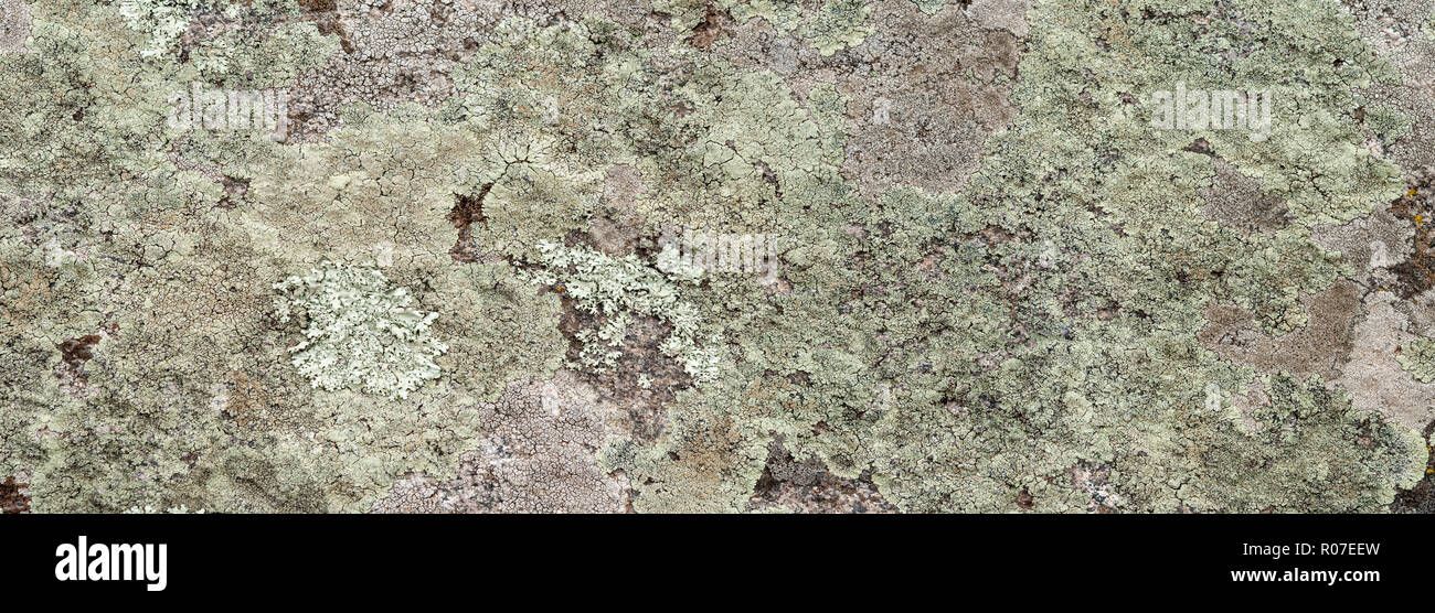 Lichen in stone Stock Photo - Alamy