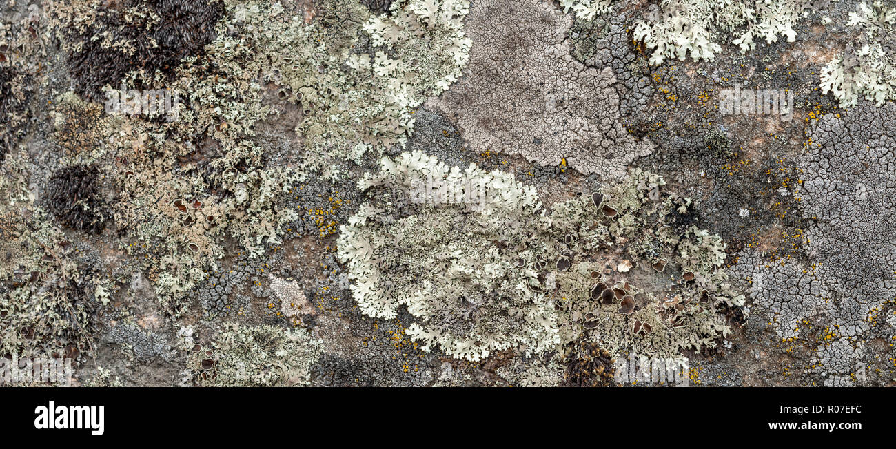 Lichen in stone Stock Photo - Alamy