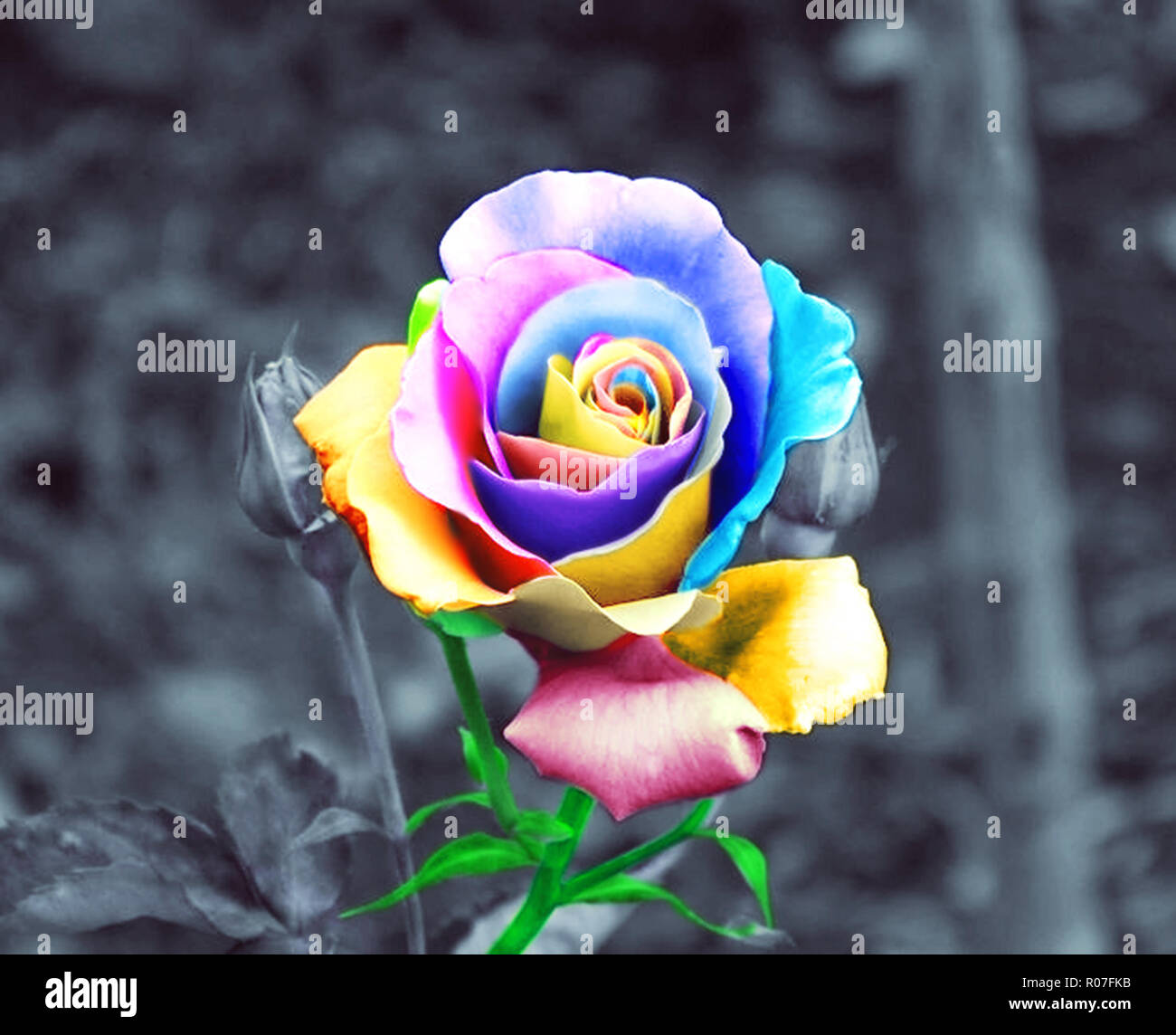 Red rose over blur hi-res stock photography and images - Alamy