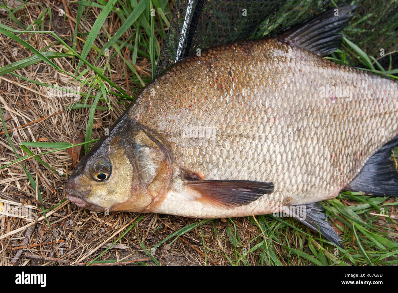 Close up view of just taken from the water freshwater common bream ...