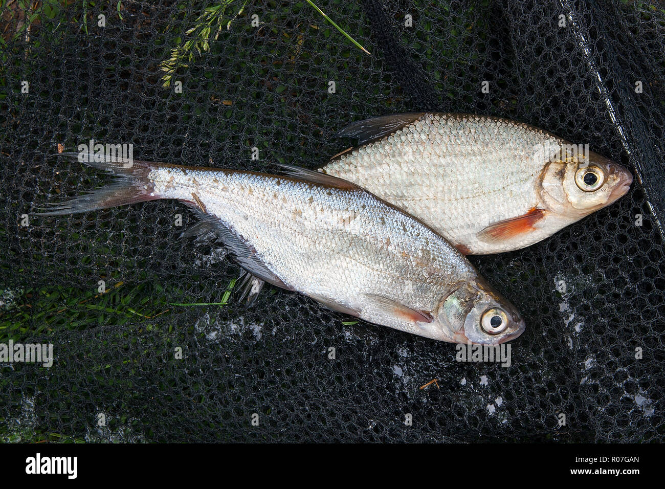 Just taken from the water freshwater fish white bream or silver fish ...