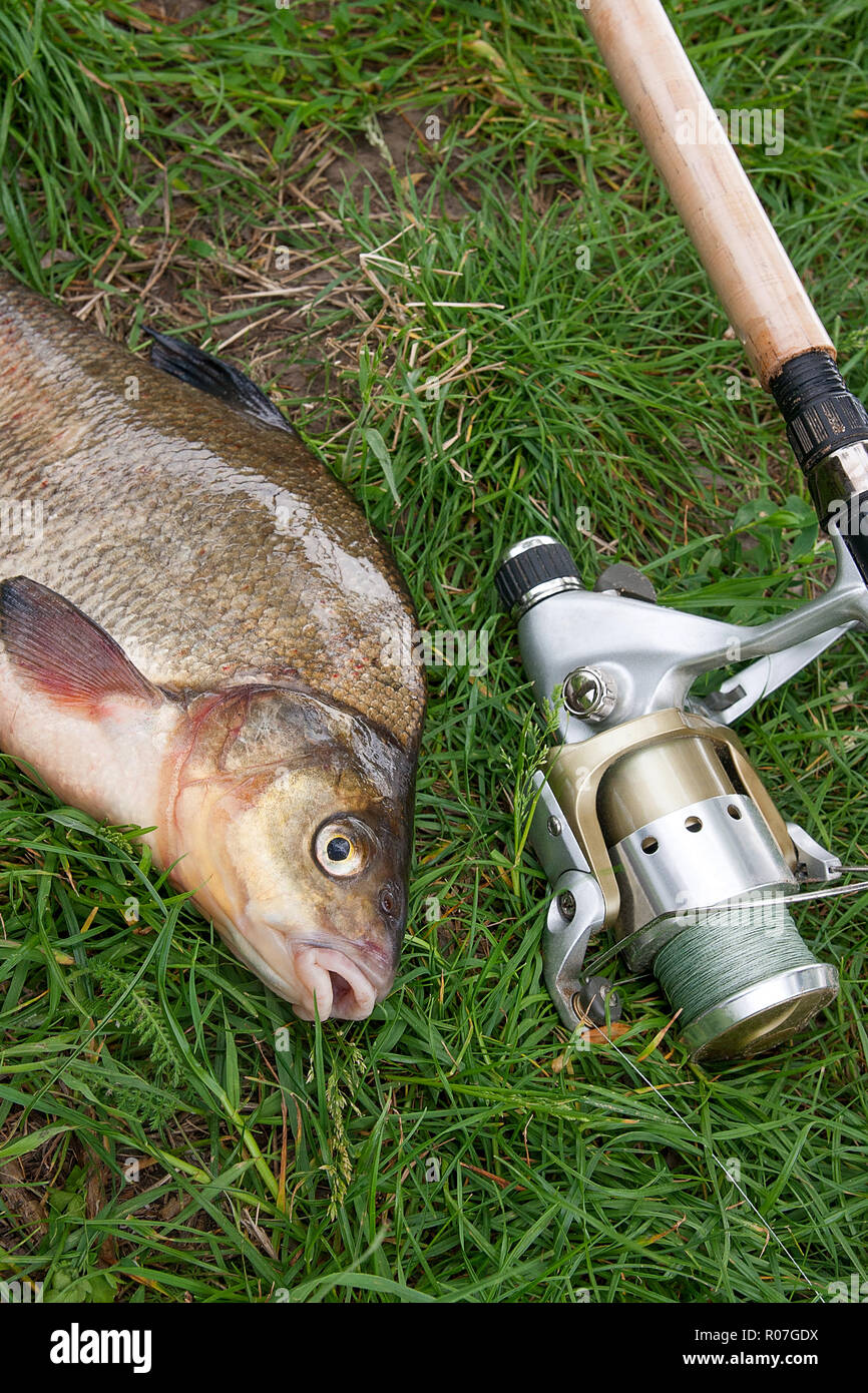 Close up view of just taken from the water big freshwater common bream ...