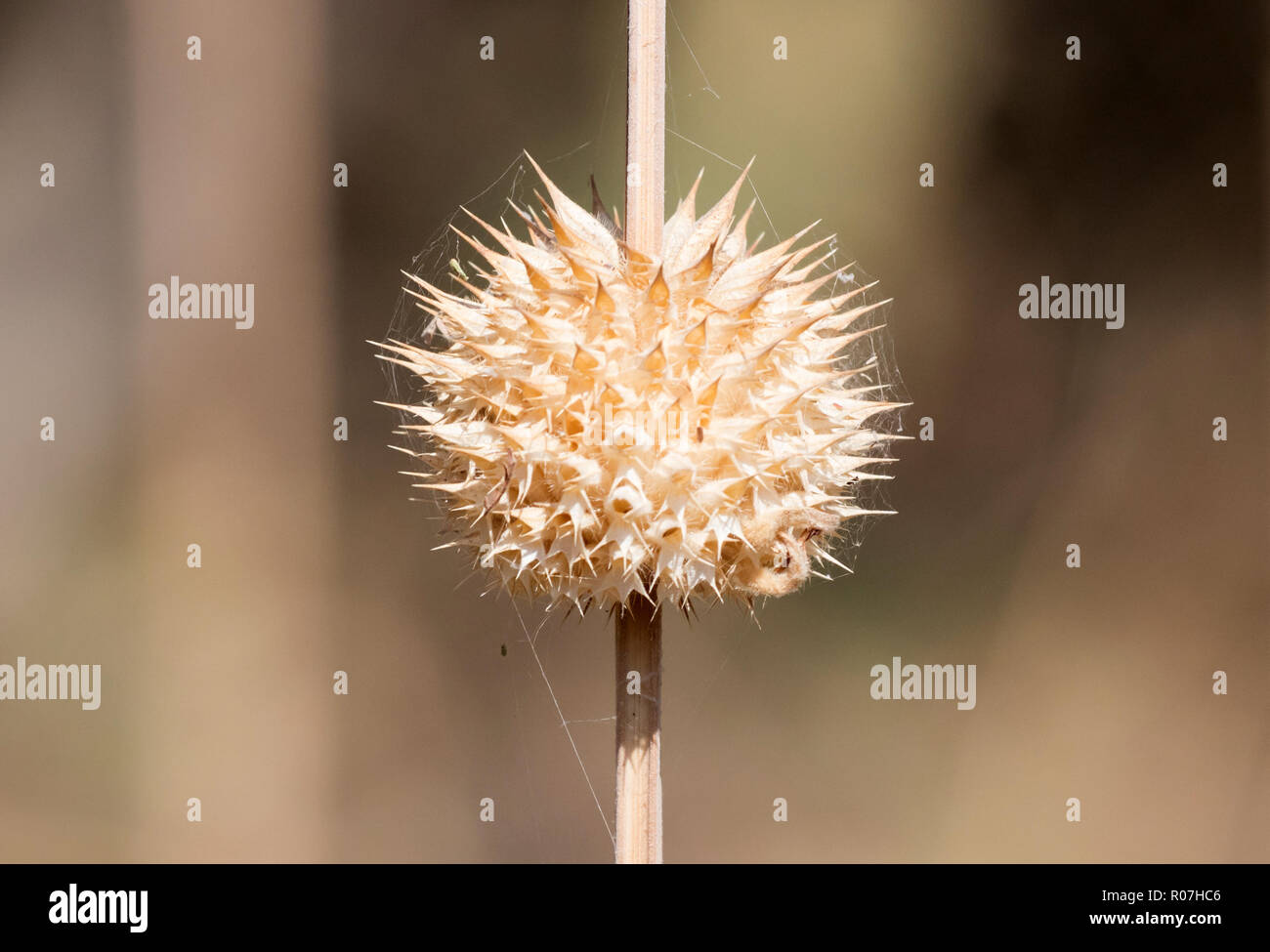 Spikey grass hi-res stock photography and images - Alamy