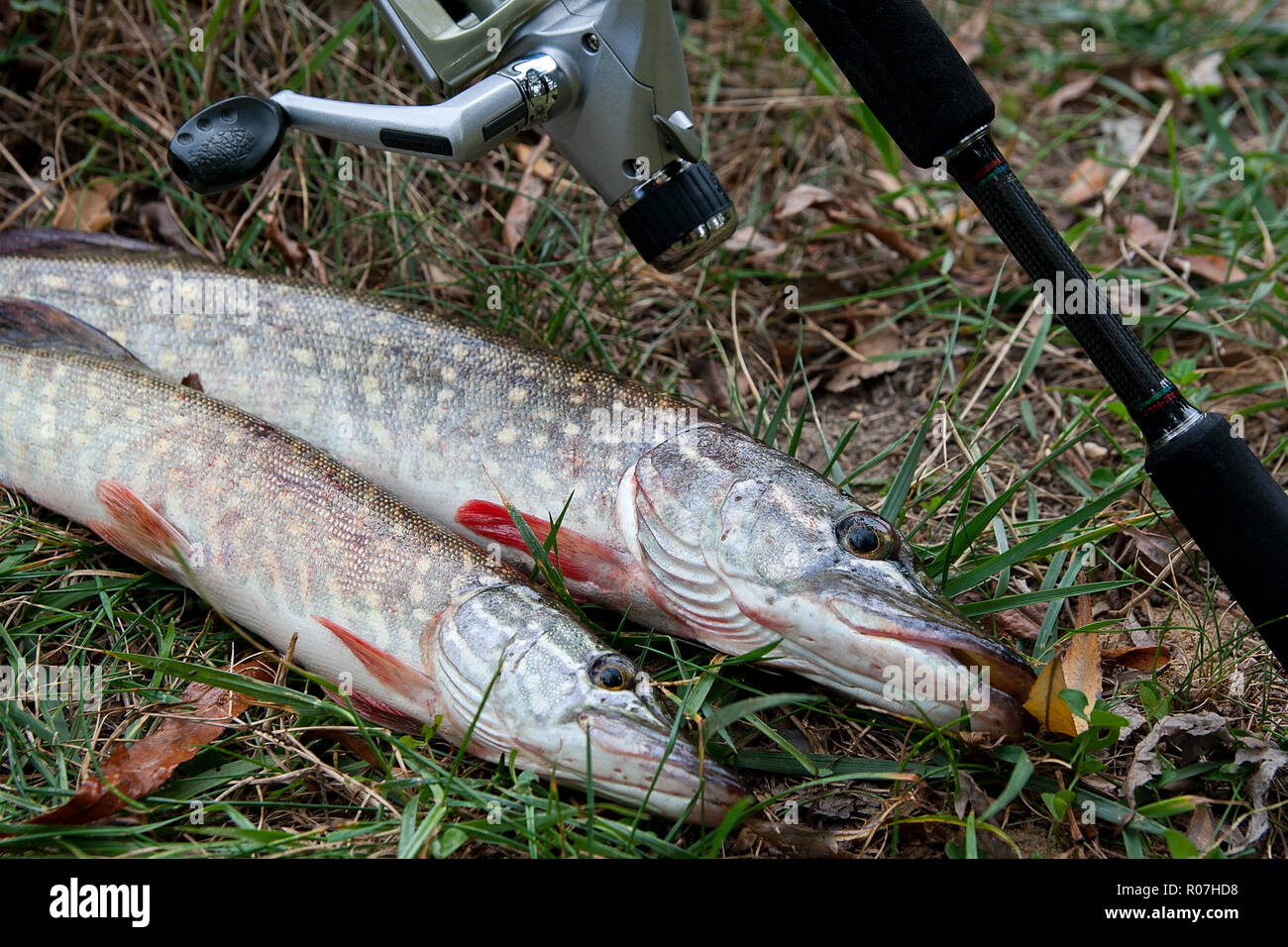 Freshwater Northern pike fish know as Esox Lucius and fishing rod with ...