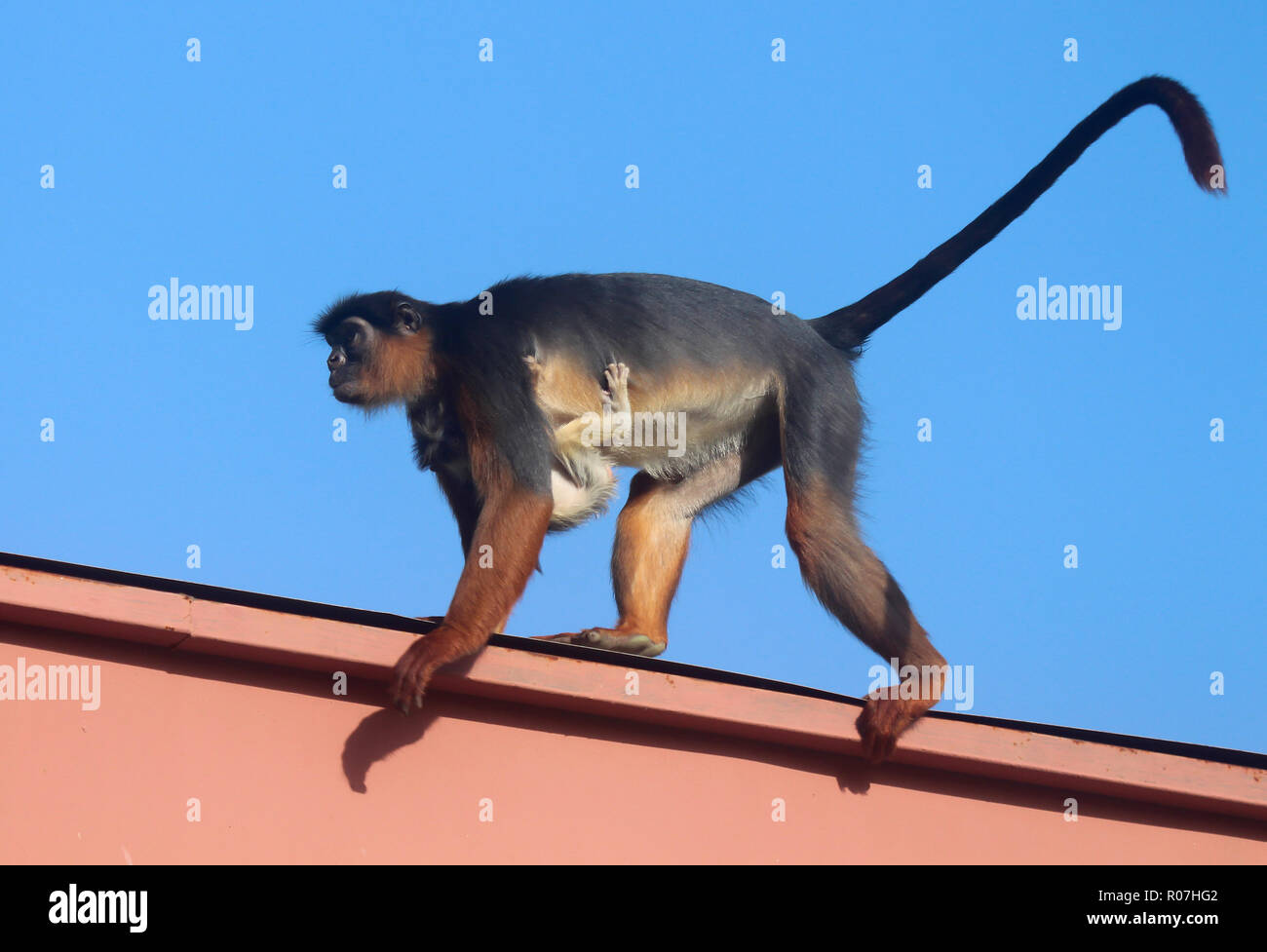 Monkey on the roof hi-res stock photography and images - Alamy