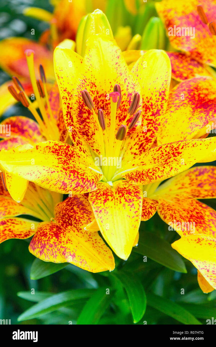 holiday or birthday background with beautiful yellow and red lily ...