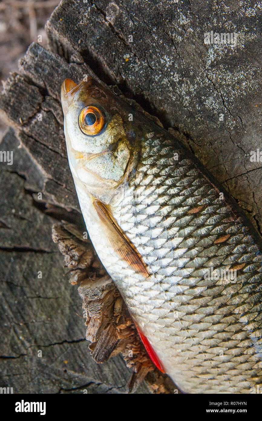 Close up view of single freshwater common rudd fish known as Scardinius ...
