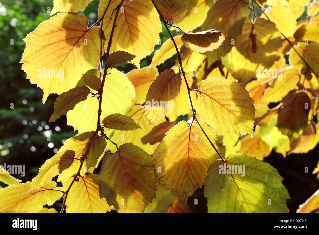 Close-up of yellow leaves backlit by the sun in spring Stock Photo - Alamy