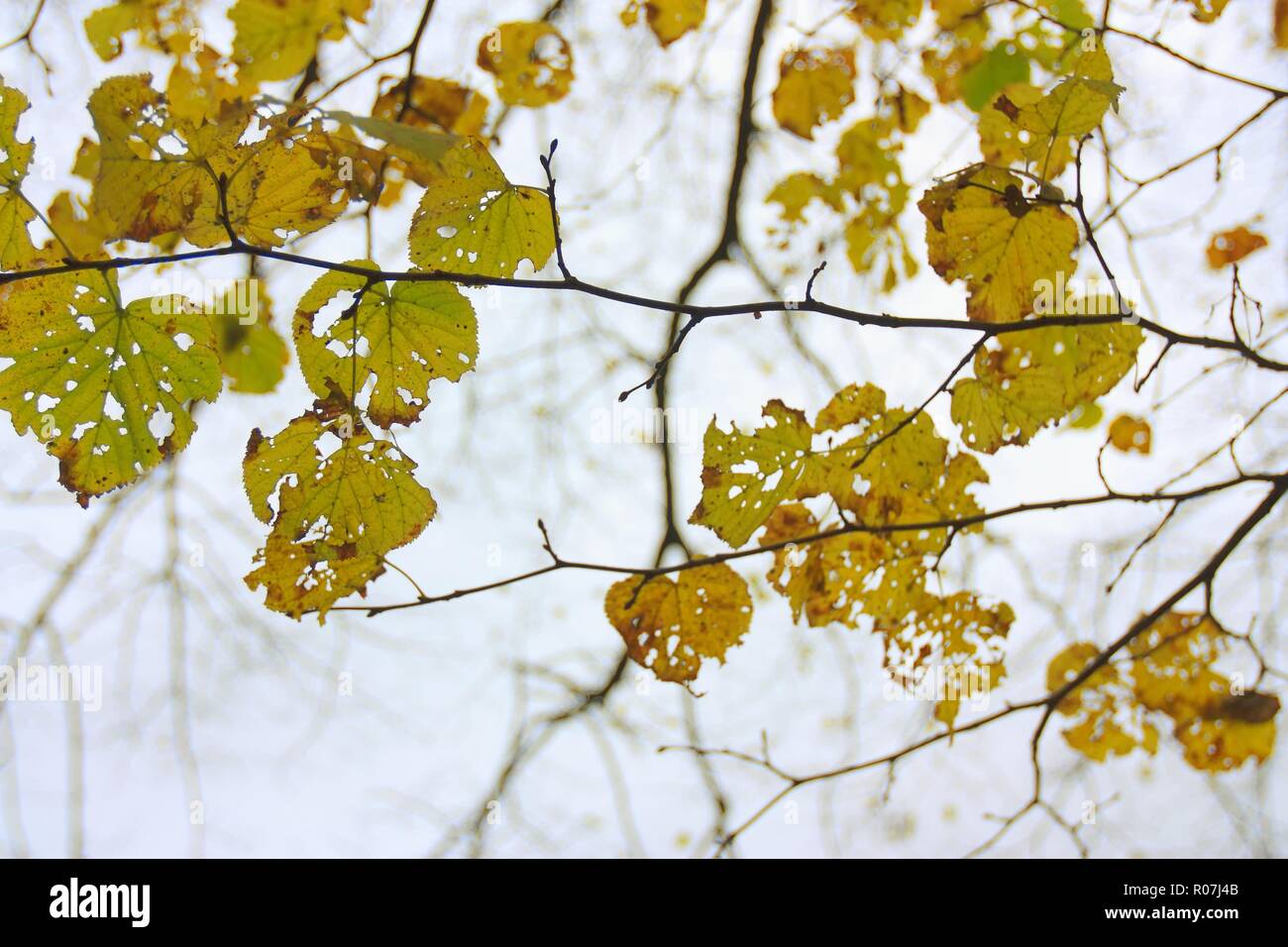 Decaying tree leaves hi-res stock photography and images - Alamy