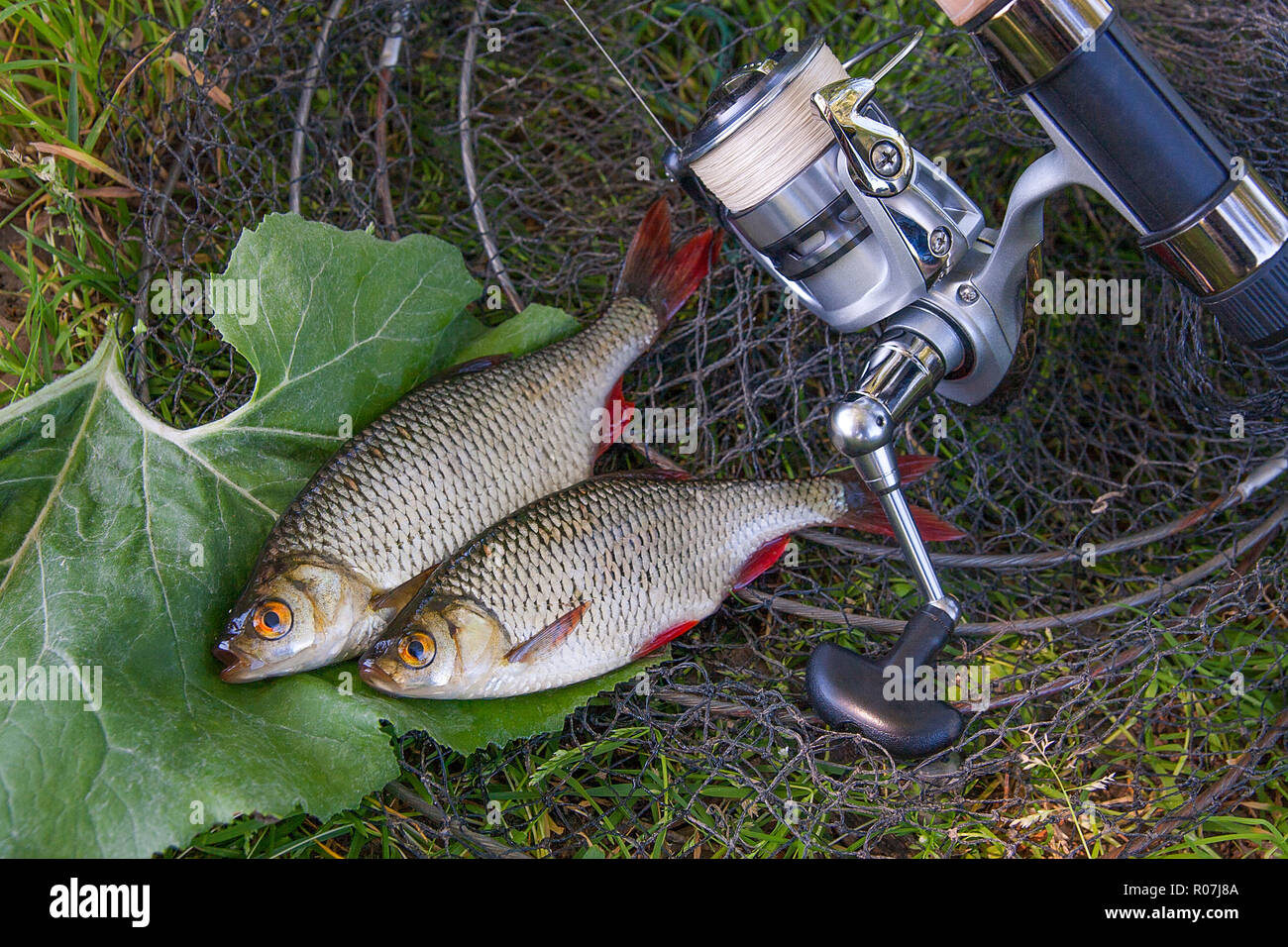 Close up view of two freshwater common rudd fish known as scardinius ...