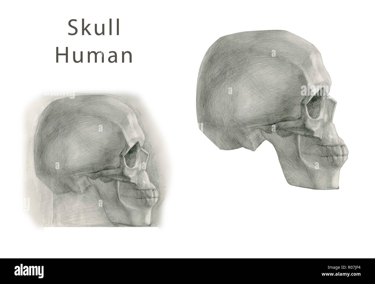 Collection Of Hand Drawn Skulls In Monochrome. Skulls geometric ...