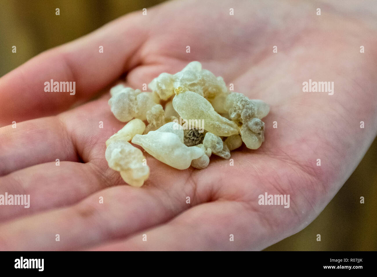 Nuggets of frankincense (known as tears) held in a palm of a hand in ...