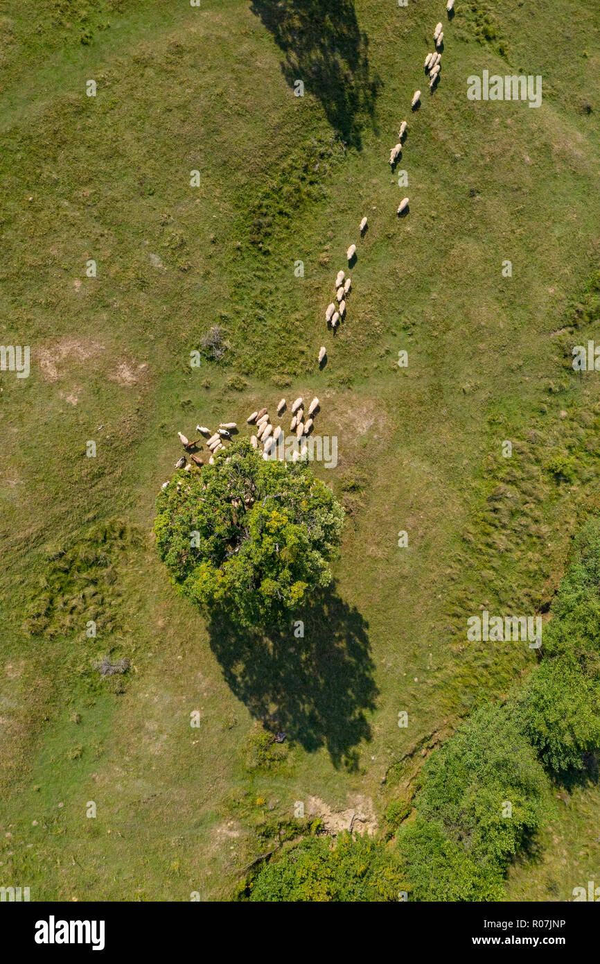 Transhumance, sheep and shepherd on mountain pasture Stock Photo - Alamy