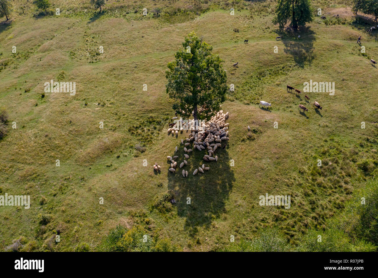 Transhumance, sheep and shepherd on mountain pasture Stock Photo - Alamy