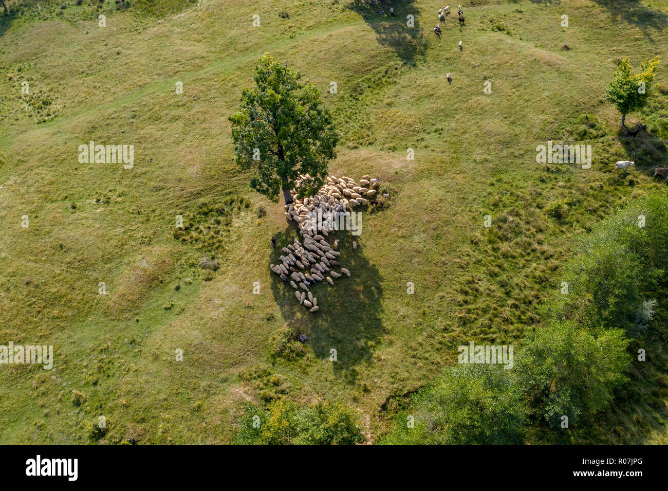 Transhumance, sheep and shepherd on mountain pasture Stock Photo - Alamy