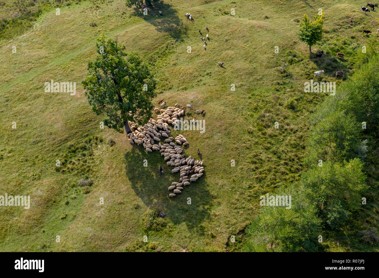 Transhumance sheep hi-res stock photography and images - Alamy