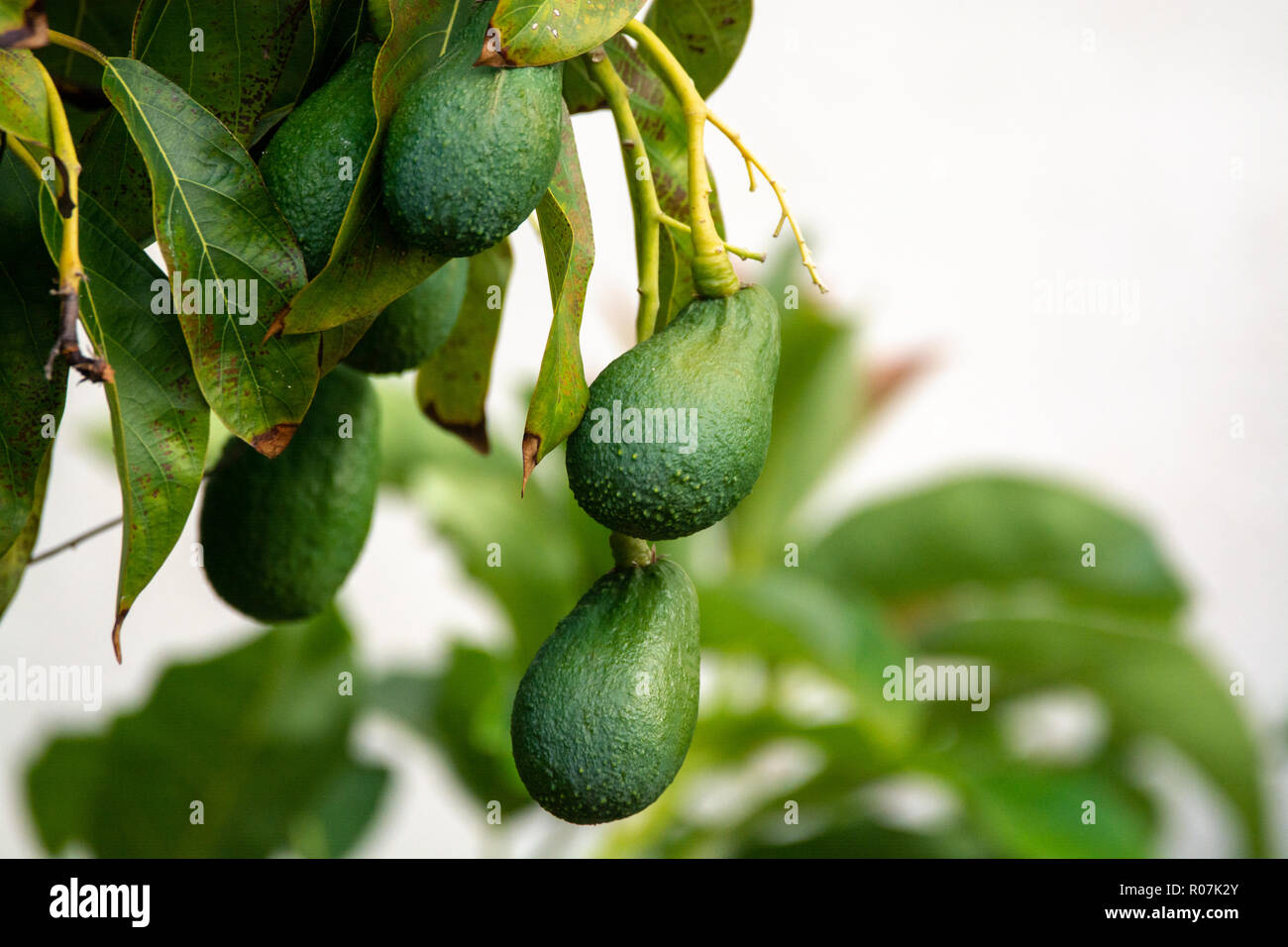 Seasonal harvest of green orgaic avocado, tropical green avocadoes ...