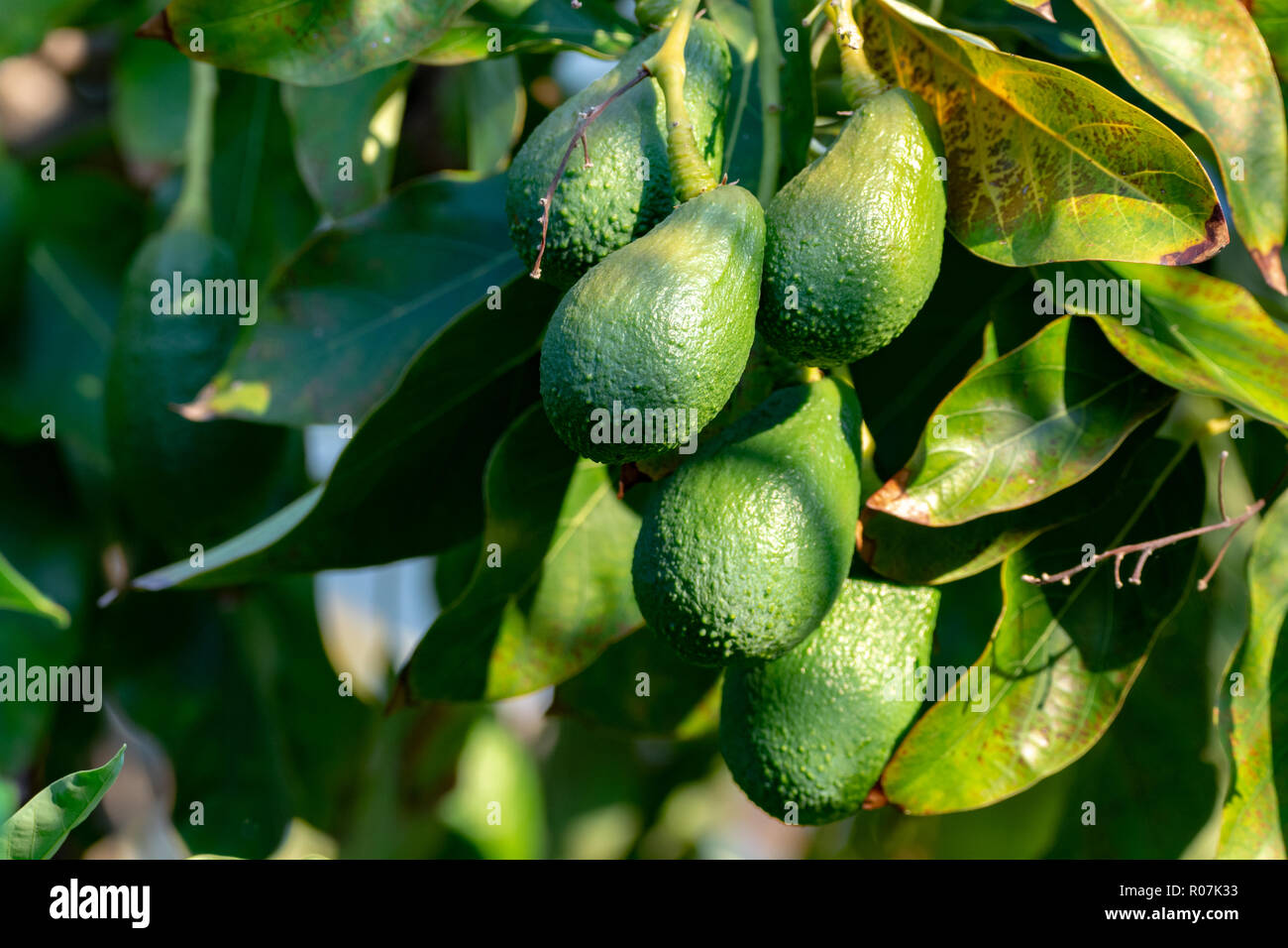 Seasonal harvest of green orgaic avocado, tropical green avocadoes ...
