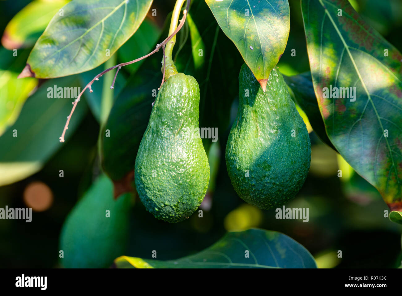 Seasonal harvest of green orgaic avocado, tropical green avocadoes ...