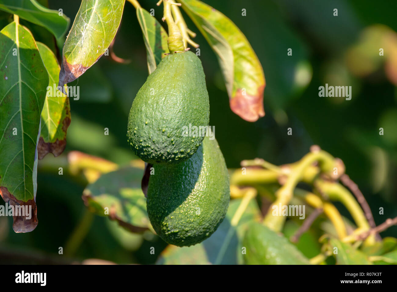 Seasonal harvest of green orgaic avocado, tropical green avocadoes ...