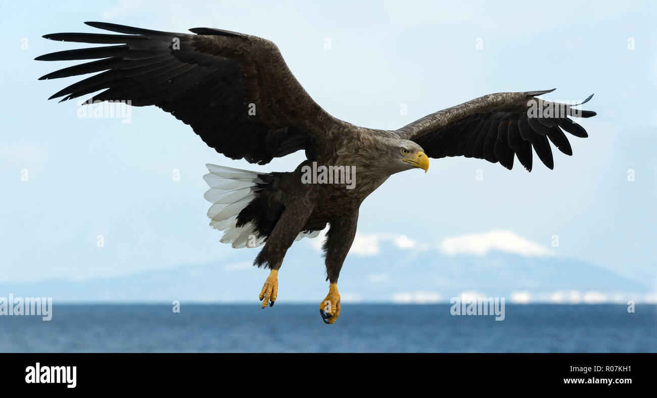 Adult White-tailed eagle in flight. Blue sky background. Scientific ...