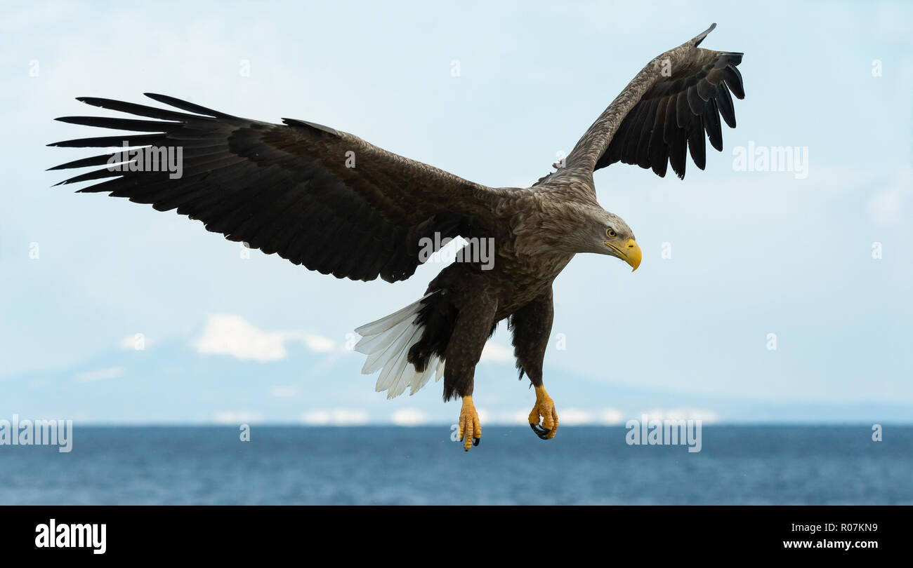 Adult White-tailed eagle in flight. Blue sky background. Scientific ...