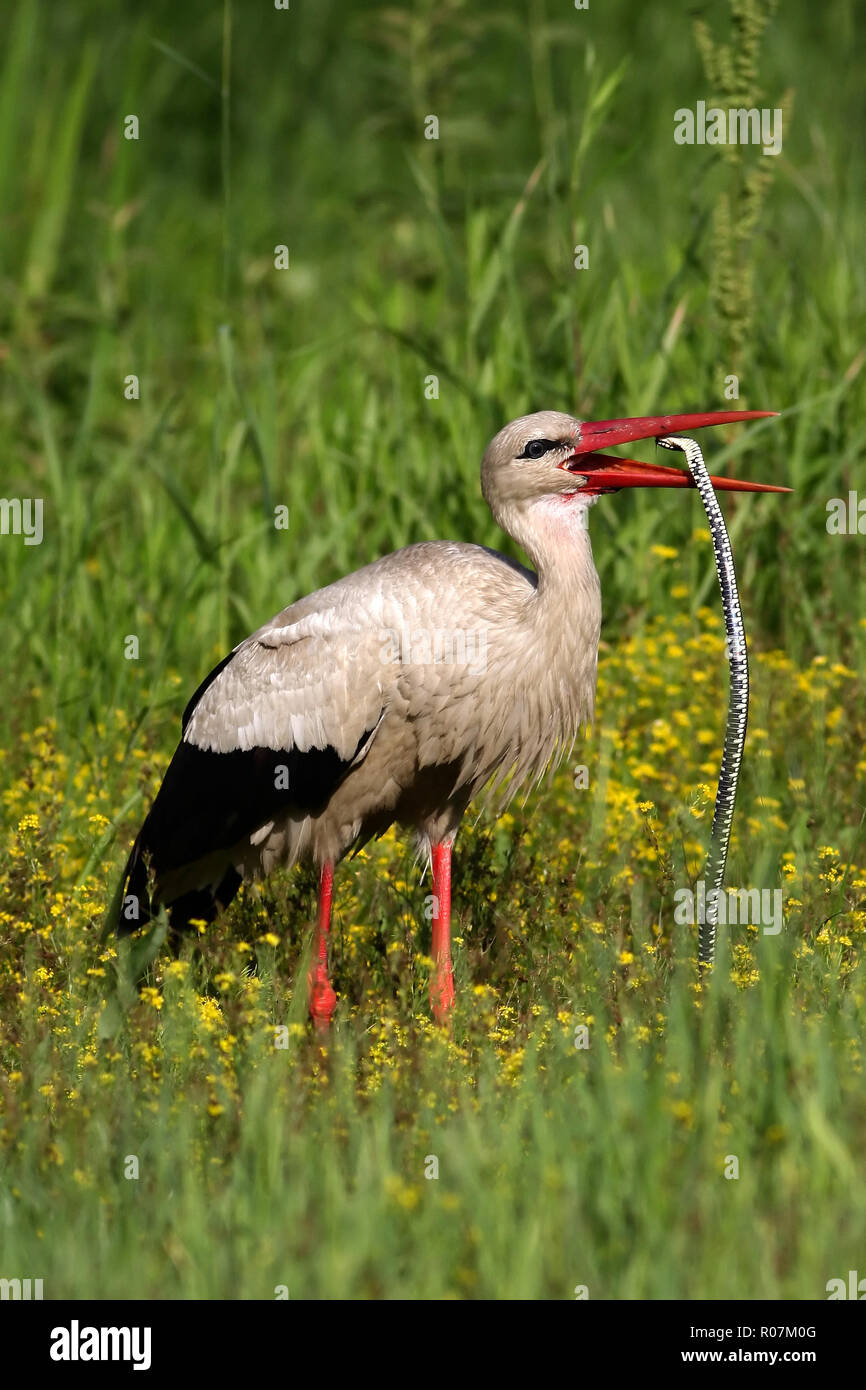 White Stork With Snake High Resolution Stock Photography and Images - Alamy