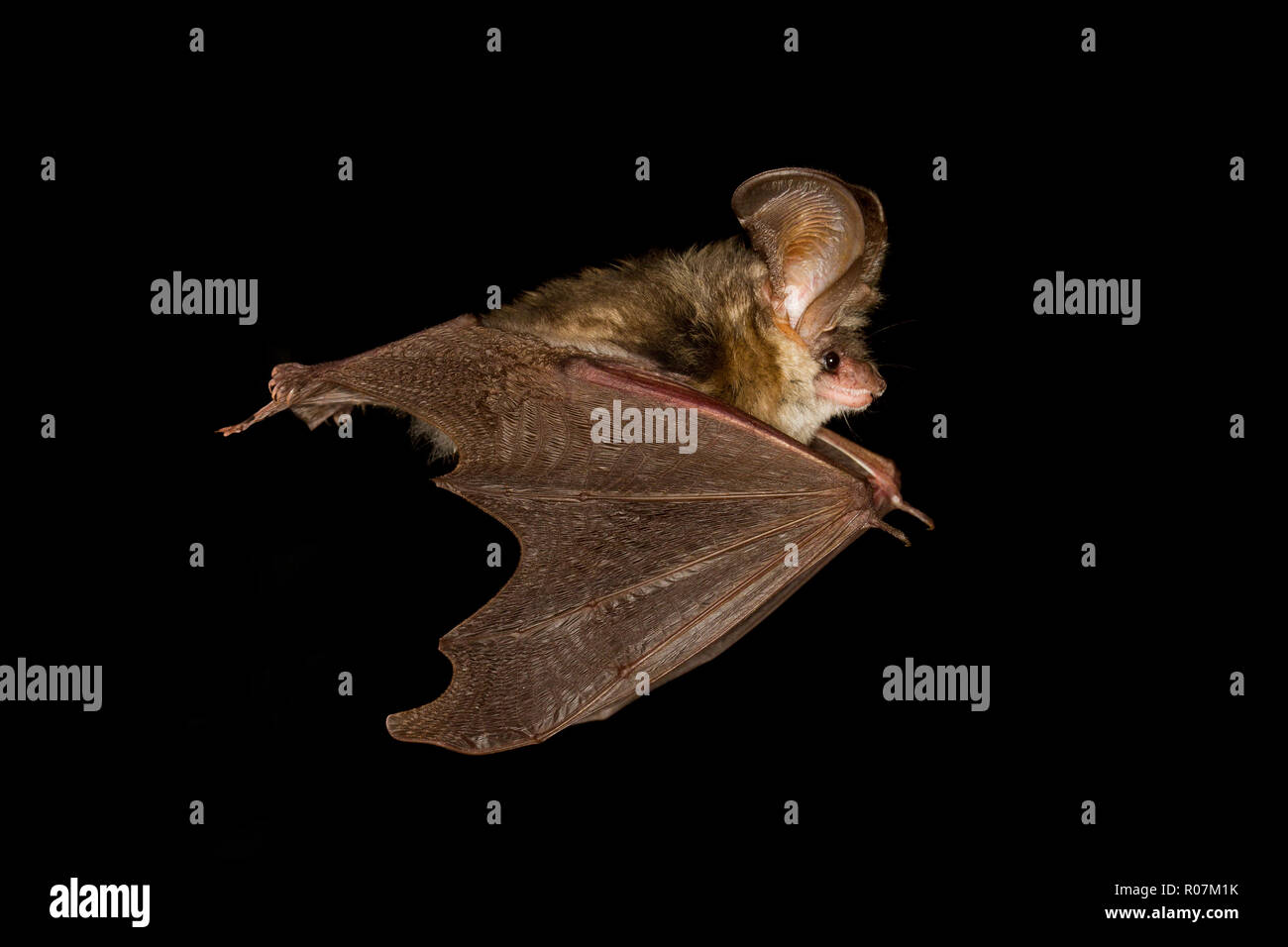 Long-eared bat flying on the dark night Stock Photo - Alamy
