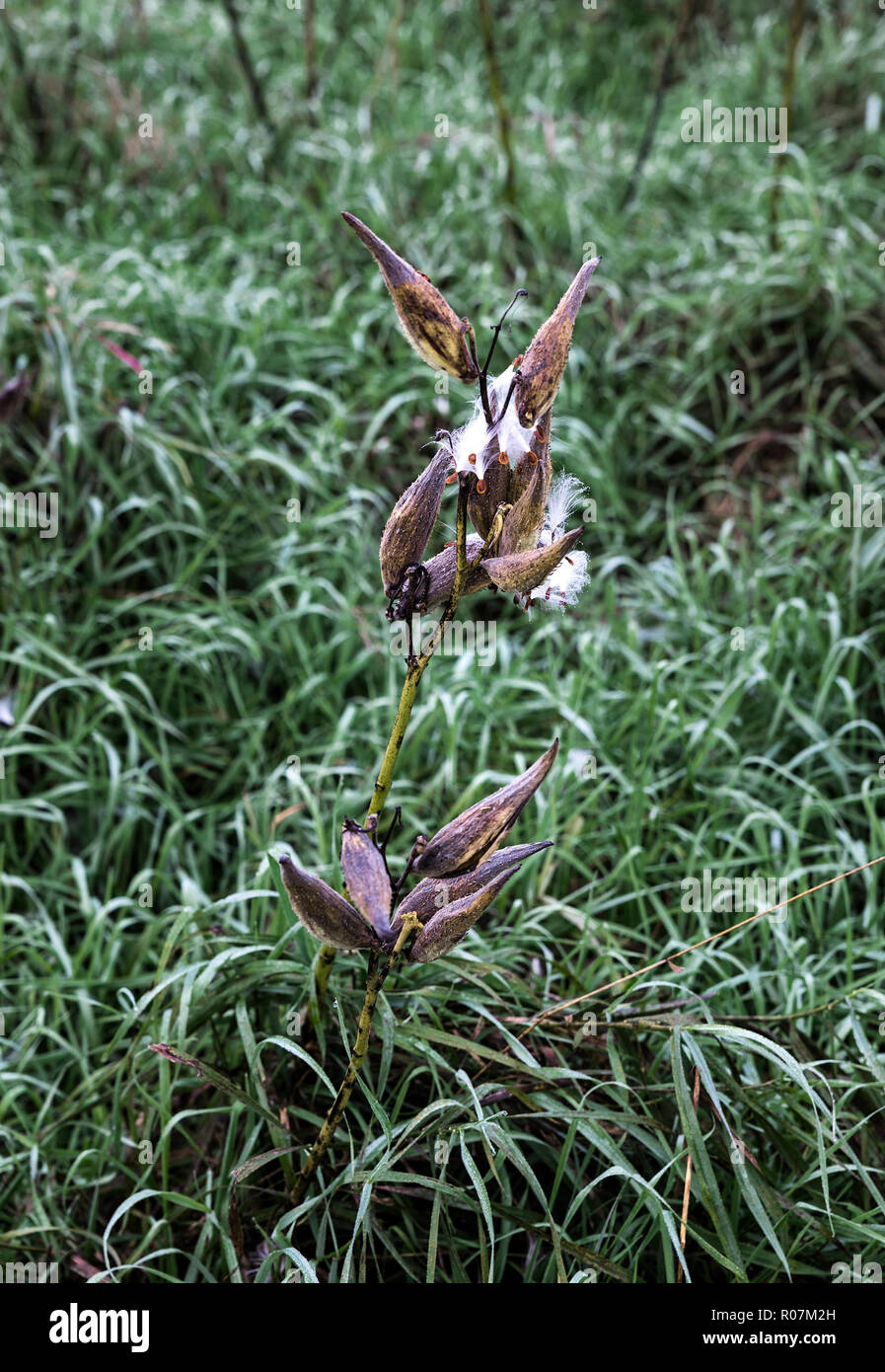 Milkweed pod hi-res stock photography and images - Alamy