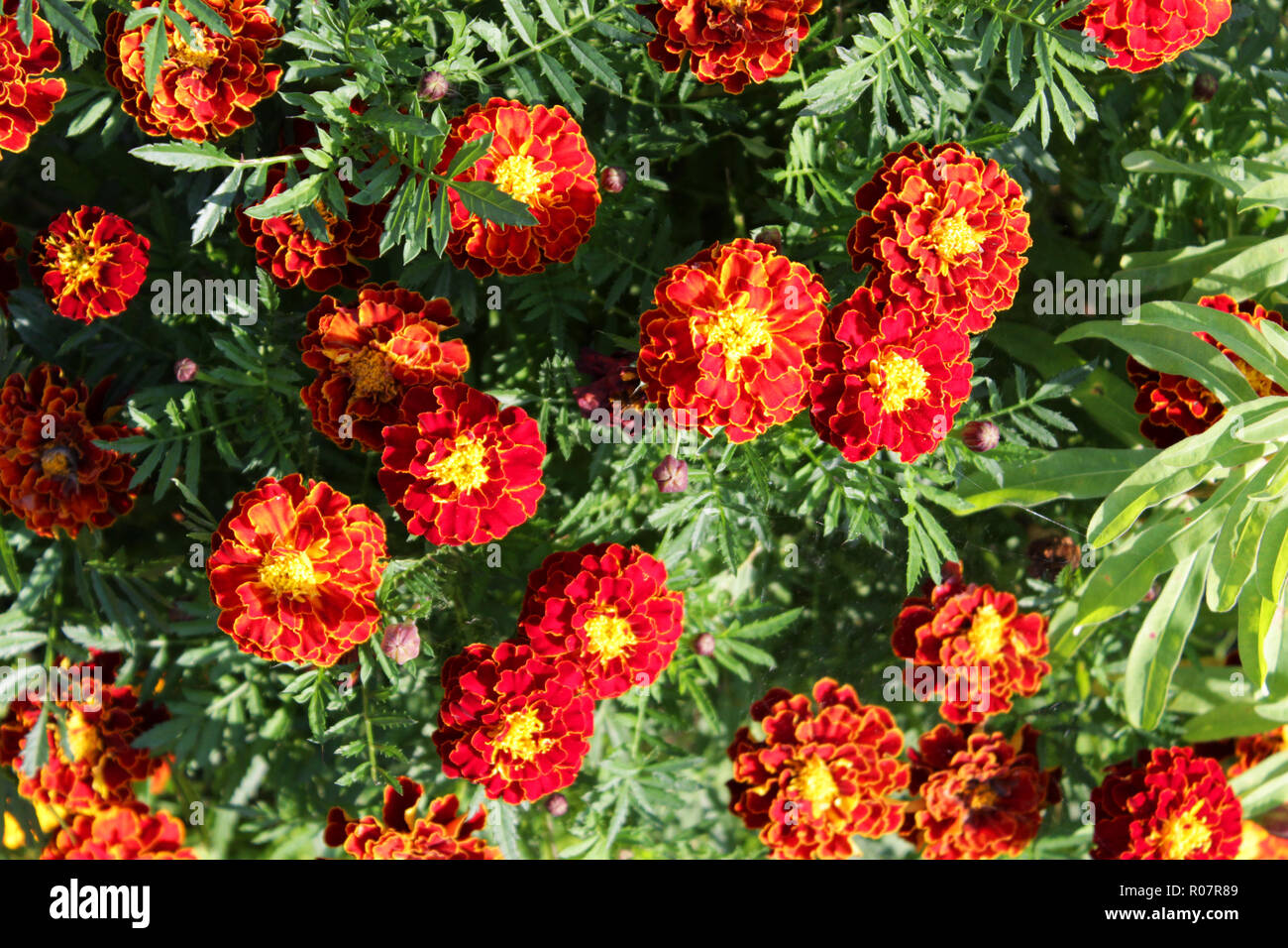 several orange marigolds Tagetes growing in a dacha, grade Tiger Eyes ...