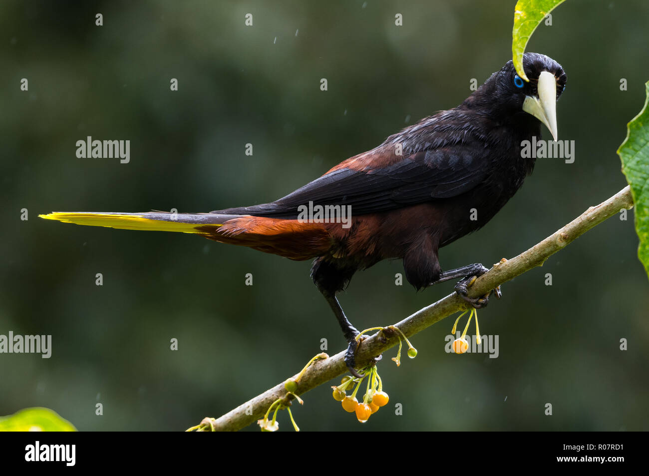 A crested oropendola, Psarocolius decumanus, perches on a branch in a ...