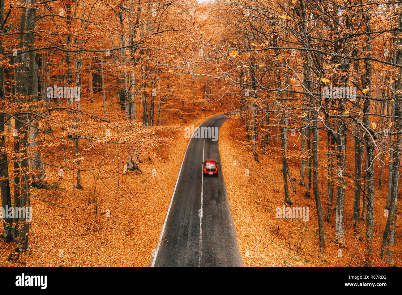 Fall autumn forest road in the middle of the forest with car passing by ...
