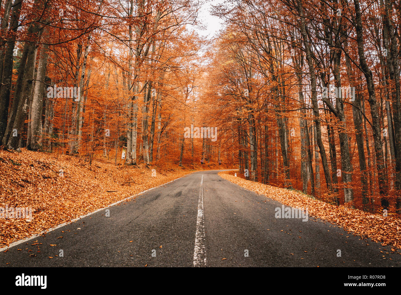 Autumn forest road Stock Photo - Alamy