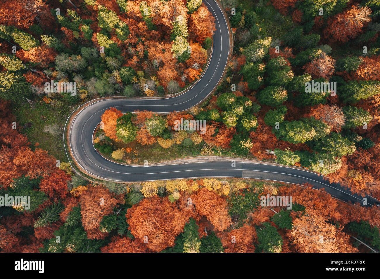 Curved winding road surrounded by forest in the Carpathian Mountains ...