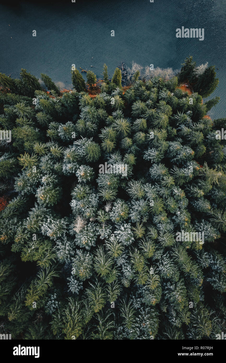 Trees covered with light snow top-down aerial view in the middle of a ...