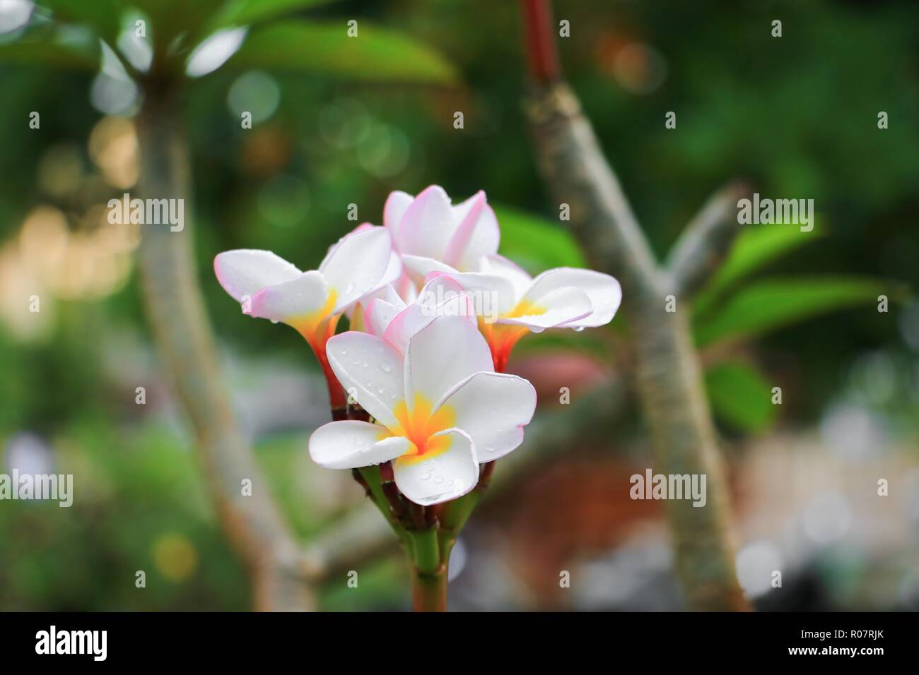 plumeria flower desert rose white and drop of water beautiful on the ...