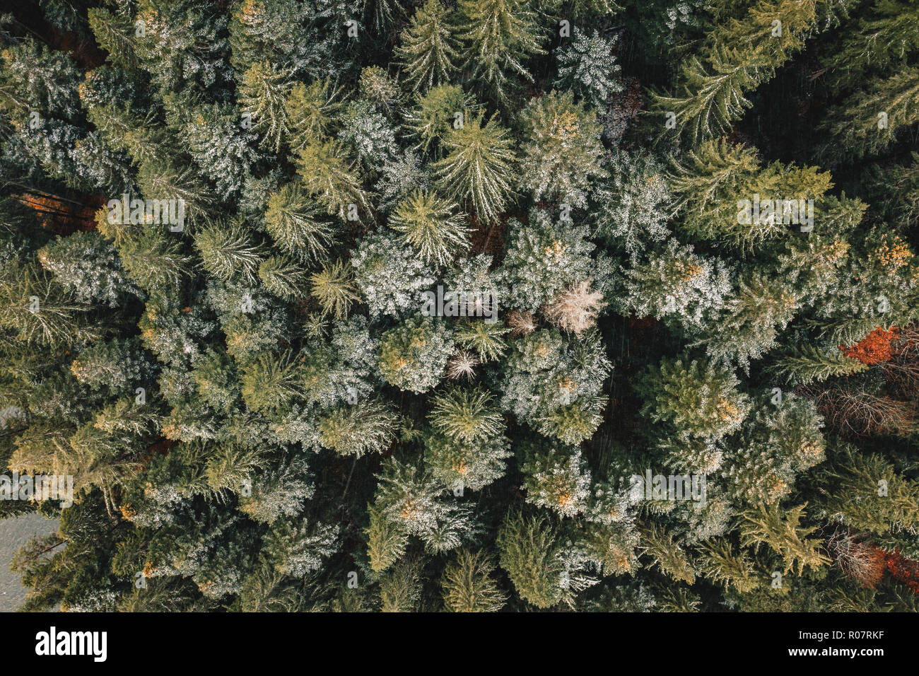 Trees covered with light snow top-down aerial view in the middle of a ...